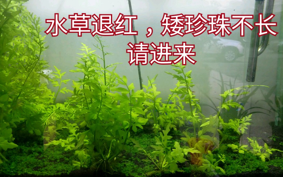 【好电工】水草退红,矮珍珠不长的点进来