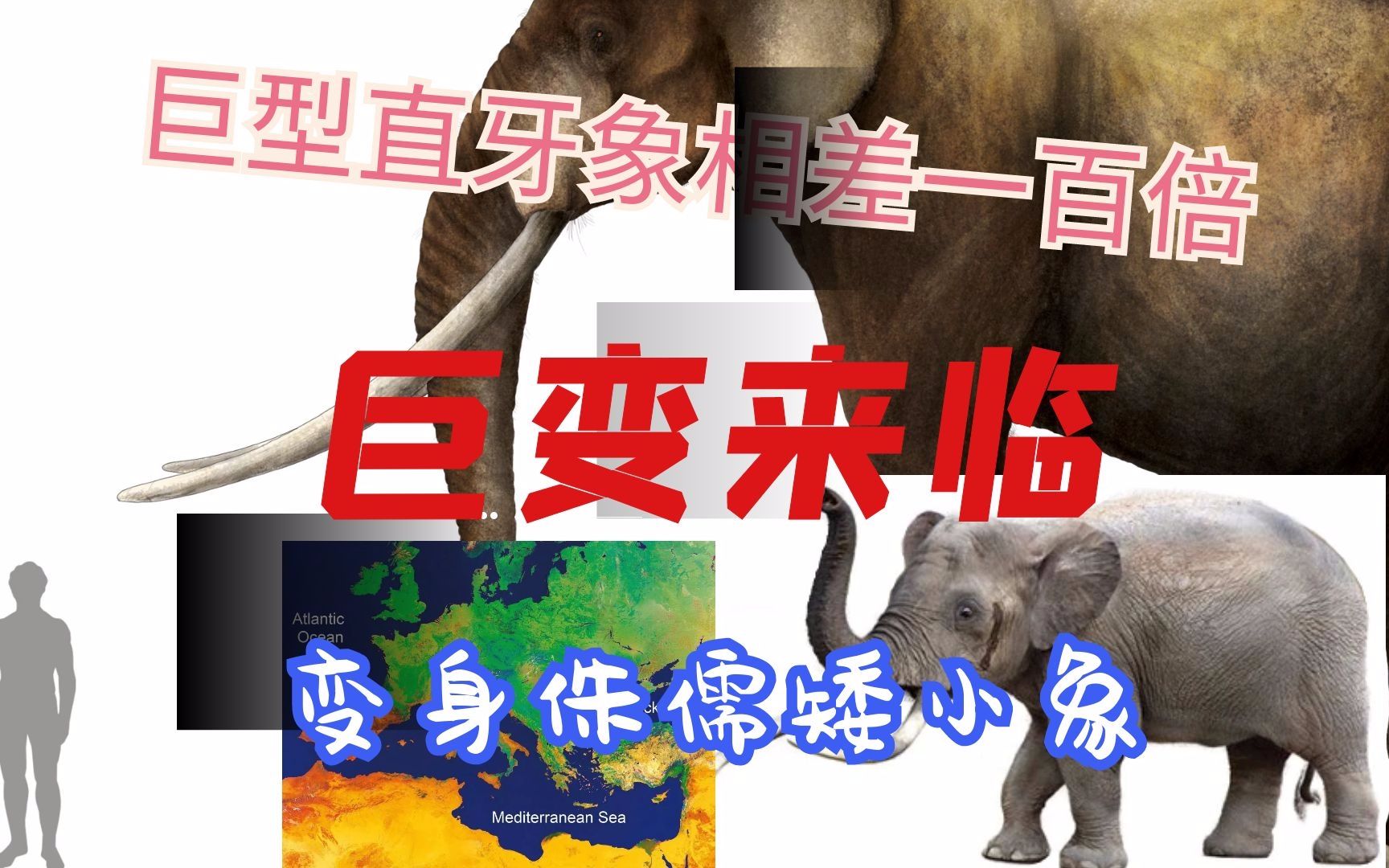 巨型直牙象和侏儒象是表亲?有趣的中新世大危机和大洪水