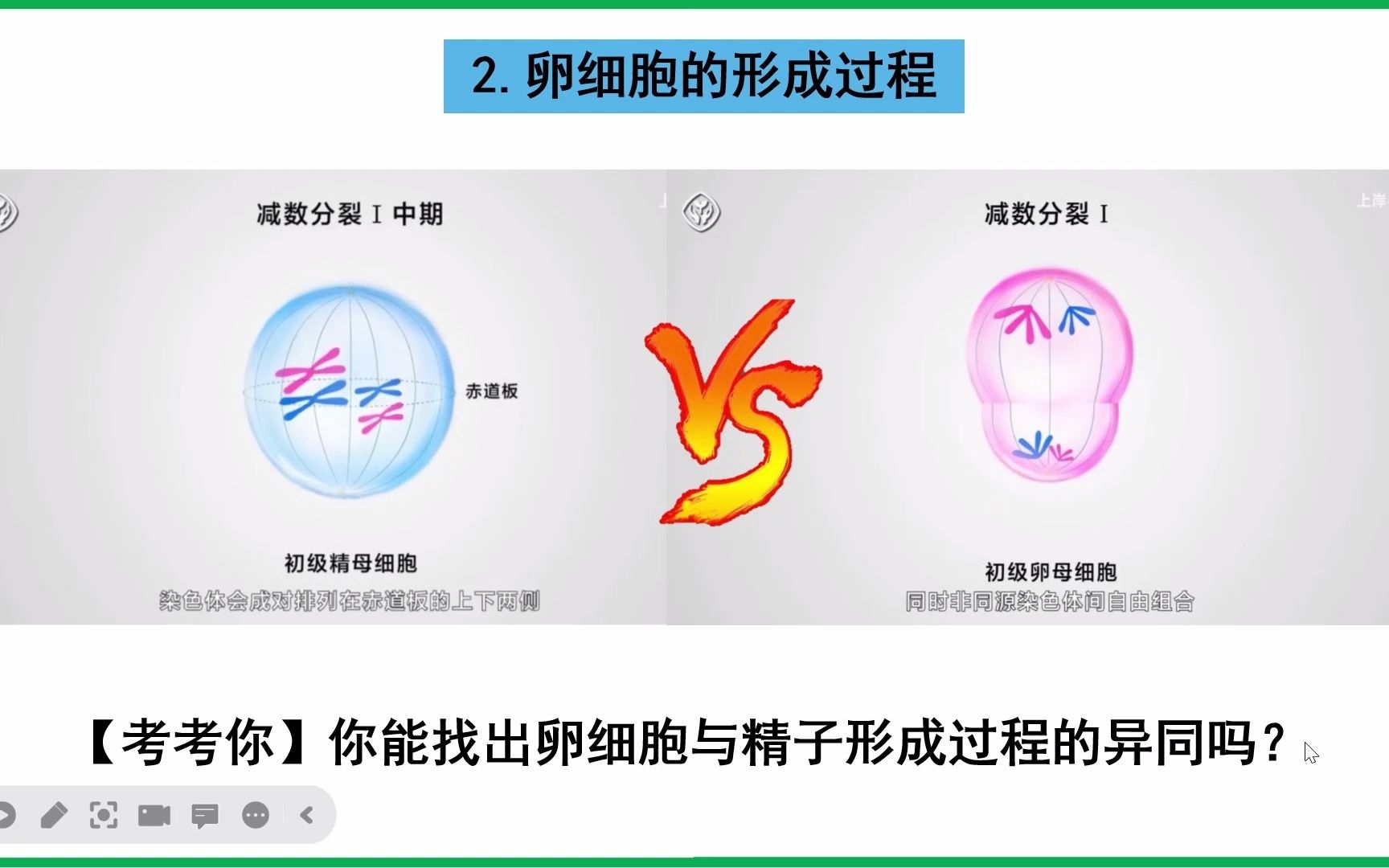 2.1减数分裂和受精作用