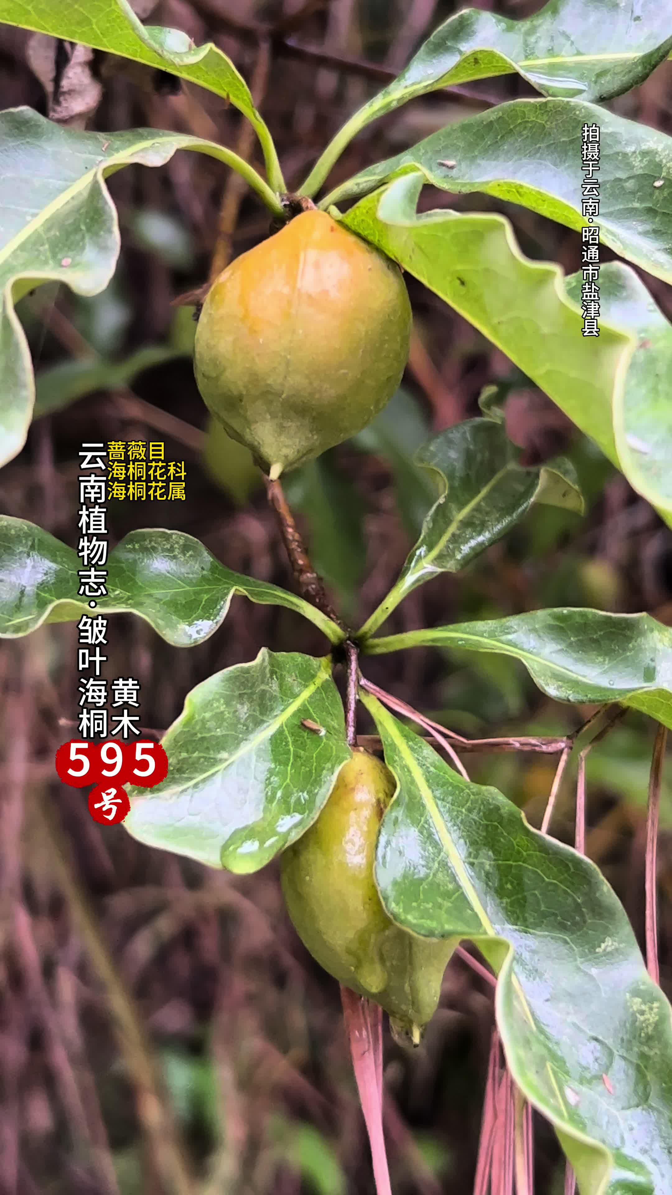 #云南植物志·皱叶海桐 公园里绿化带常见的是海桐本种,海桐种类也是...