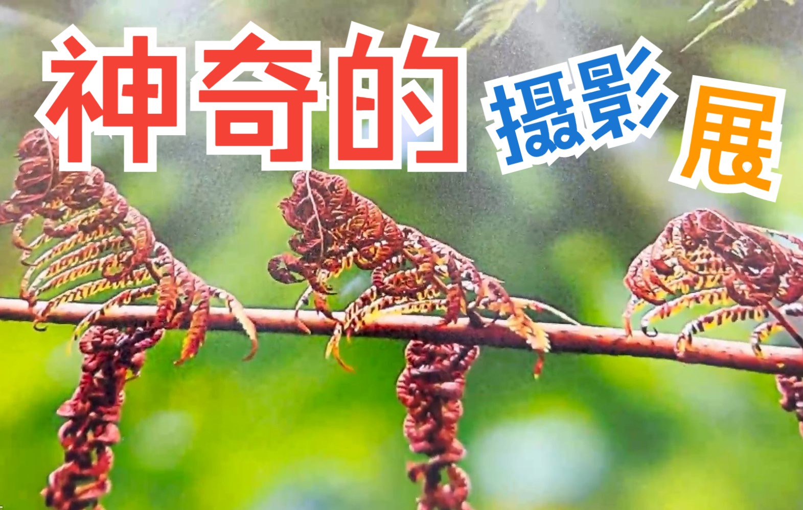 像猴子、像小鸟、像千手观音…济南这场“热带雨林珍稀植物”摄影...