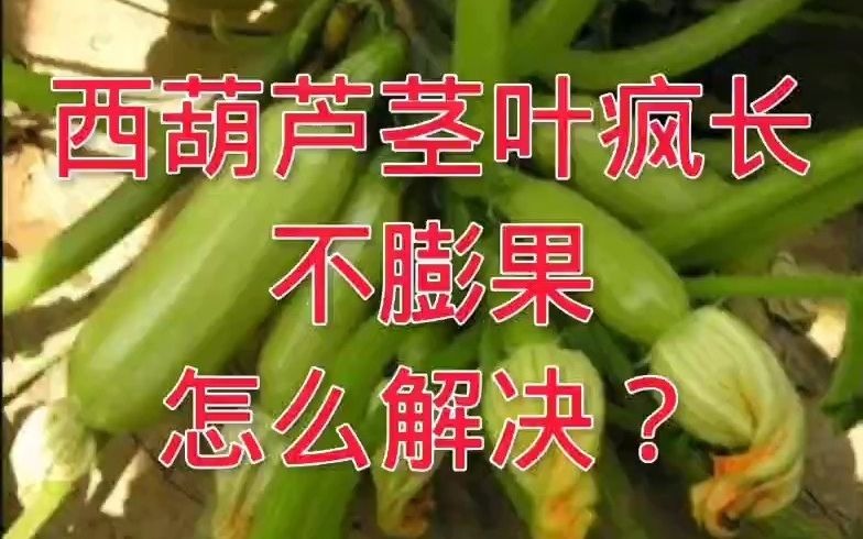 西葫芦茎叶疯长不膨果,不用愁,三条管理措施轻松促进果实膨大!