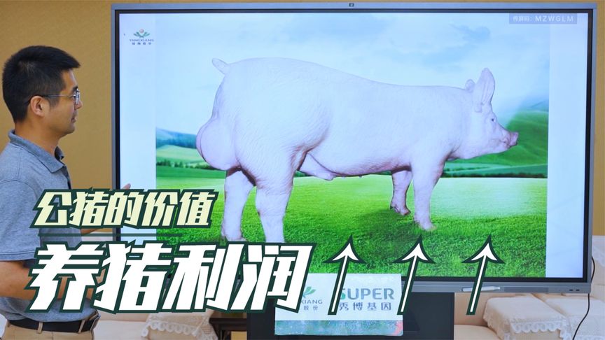 养猪关注这3个指标,让你成本下降,选对公猪直接提高经济效益