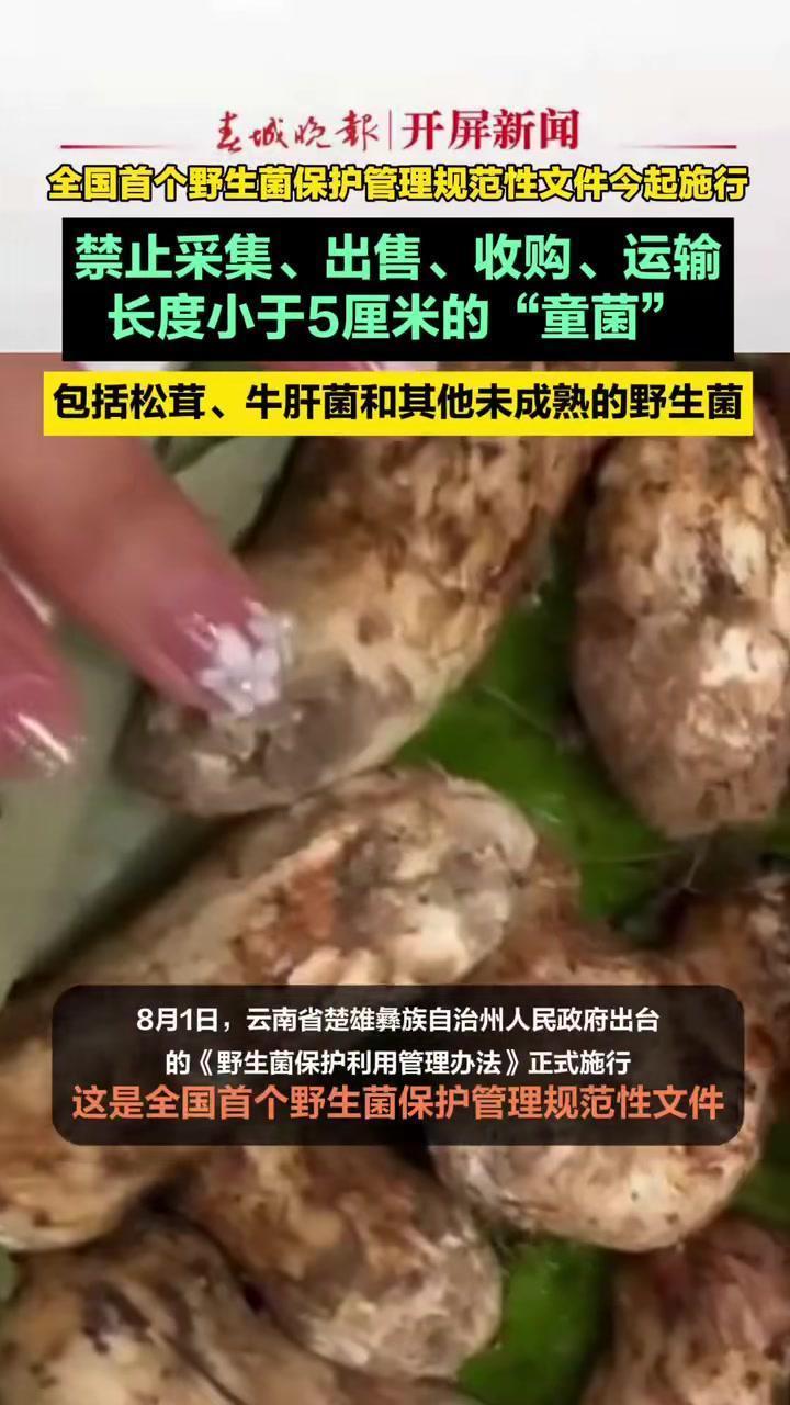 #全国首个野生菌保护管理规范性文件今起施行#禁止采集出售长度小于...