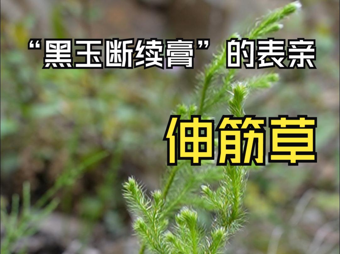 伸筋草,似松非松,又名石松。