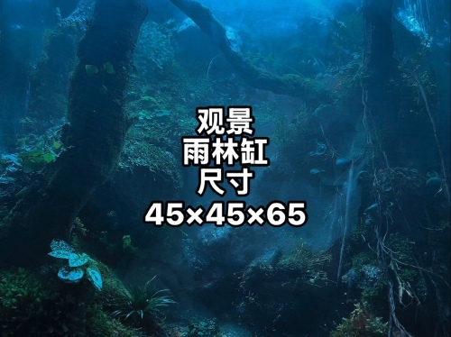 顾客定制的雨林缸造景作品