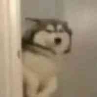 爱喝溜奶的昊昊 