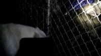 蒙古细犬!咬架前奏video_20171105_174112