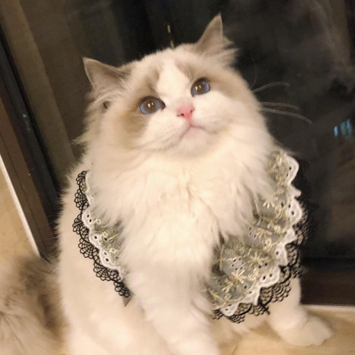 布偶猫小噗噗 