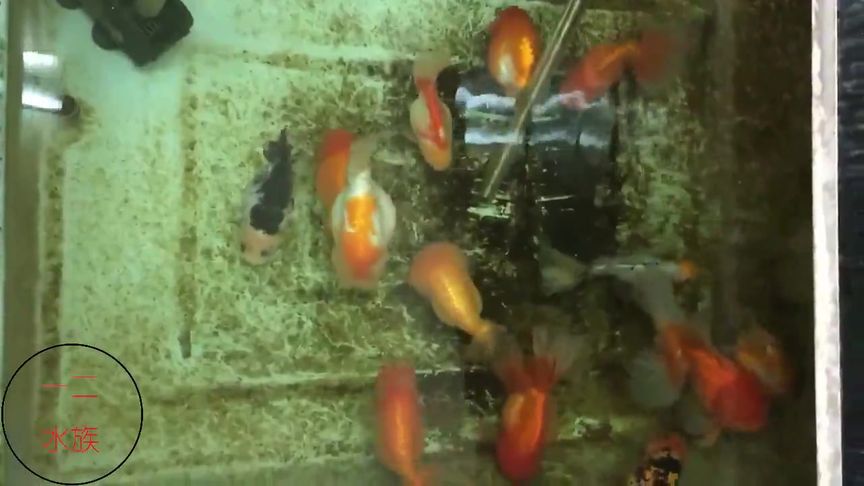 养金鱼的困惑,鱼缸想养绿苔,却出了一层褐藻,求助大家该咋办