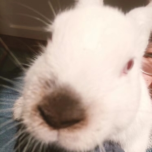 做翻译的马怼怼 