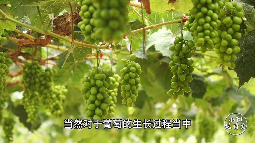 葡萄秋施基肥,到底施的是什么肥?一亩地该施多少最合理?