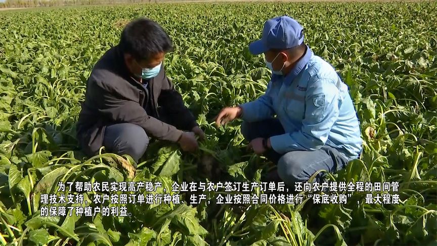 尼勒克县发展订单农业 促进农业增产农民增收