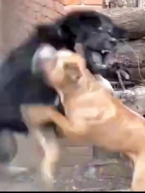 藏獒和比特犬到底谁才是王者!