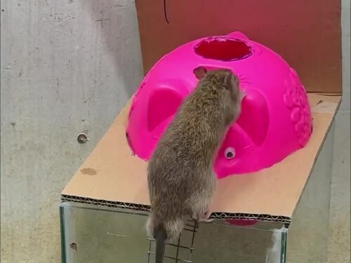 简单利用生活废旧品制作成的捕鼠器,老鼠一抓一个准!