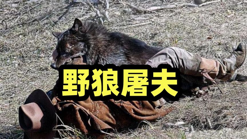 野狼屠夫来自俄罗斯的猛犬，苏俄猎狼犬，面对狼群表现震撼
