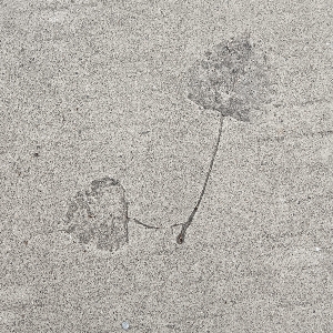 清晨明亮HQL 