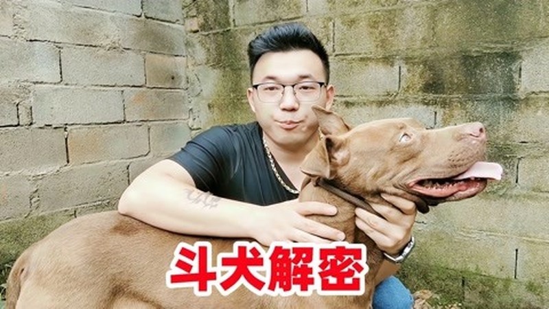 巨型比特犬会像网传的那么暴力吗猛犬主人说出扎心实话