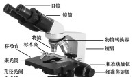 中考生物必考考点:如何正确区分目镜和物镜?