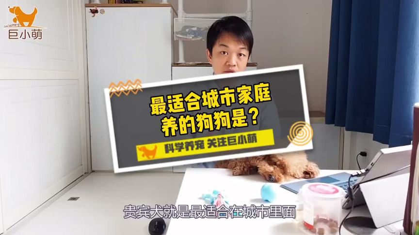 最适合城市家庭养的狗狗,快来看看是你在养的不?#科学养宠攻略