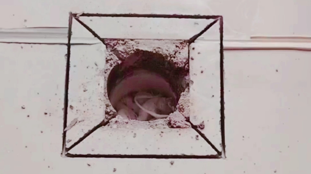 为什么排水管严禁改成地漏?水电师傅一顿操作猛如虎,全都做错了