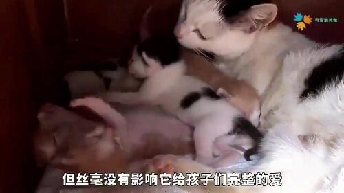 一只残疾流浪猫勇敢面对艰辛,倾尽全力守护生命之花!