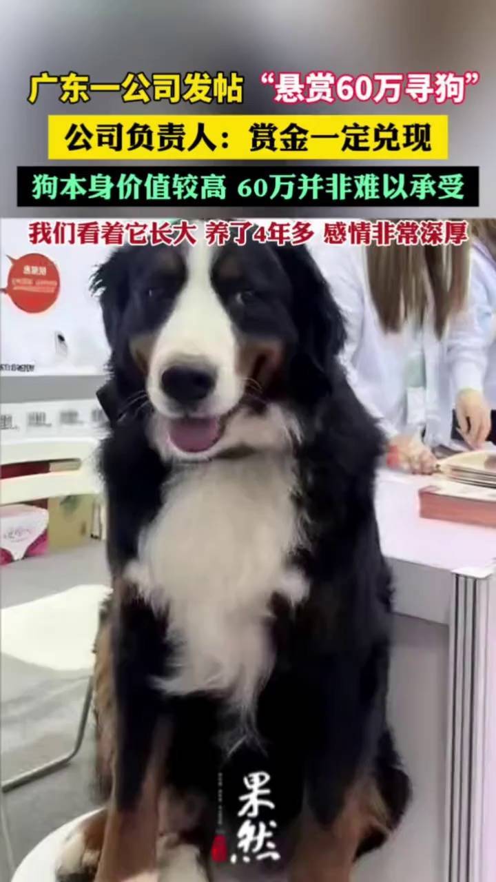 广东一公司发帖"悬赏60万寻狗",公司负责人称"赏金一定兑现"