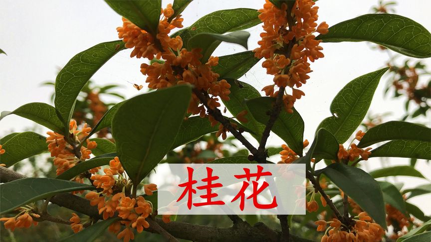 桂花的妙用你知道吗?解决了很多男女的烦恼,一起看看吧
