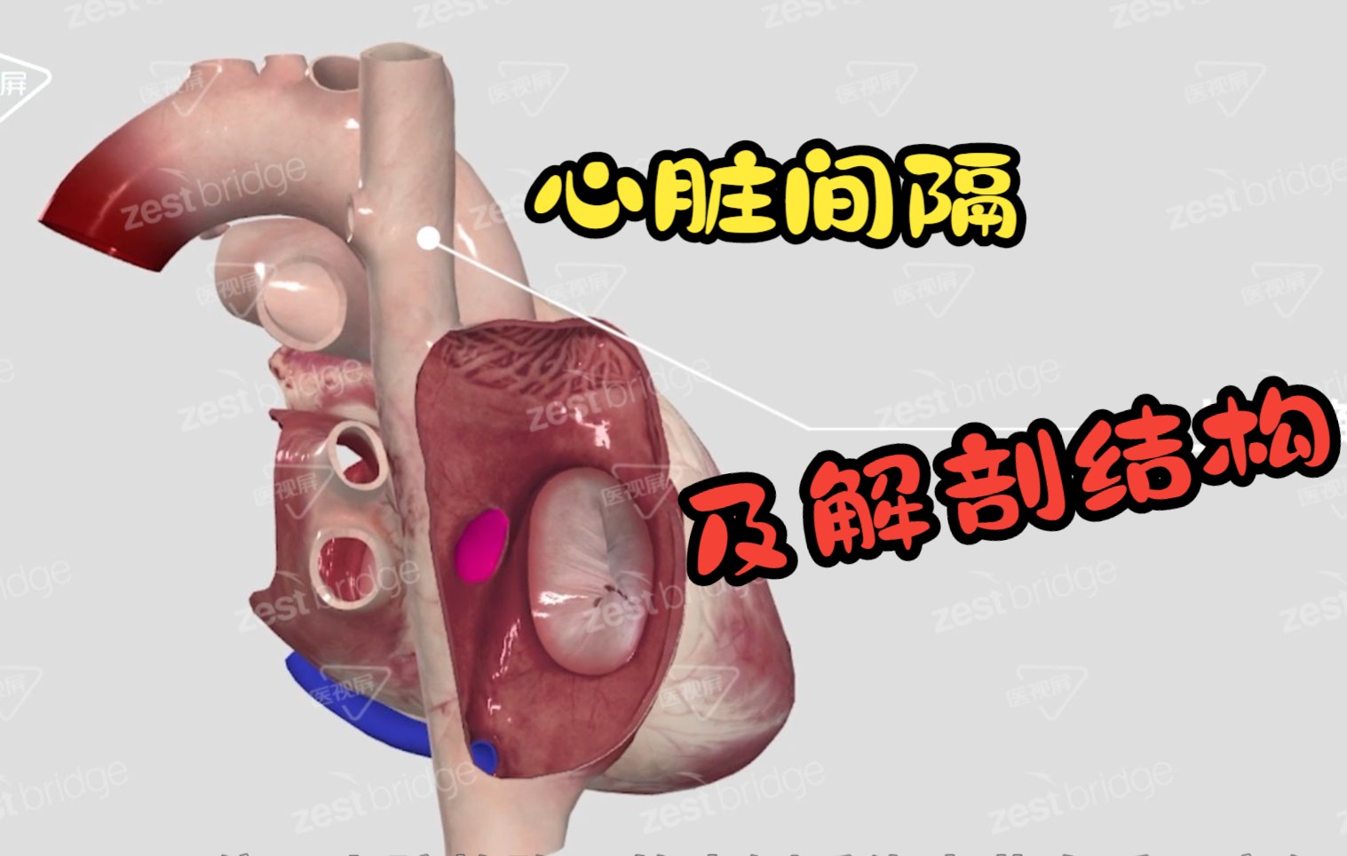 【医学3D】心脏间隔及解剖结构