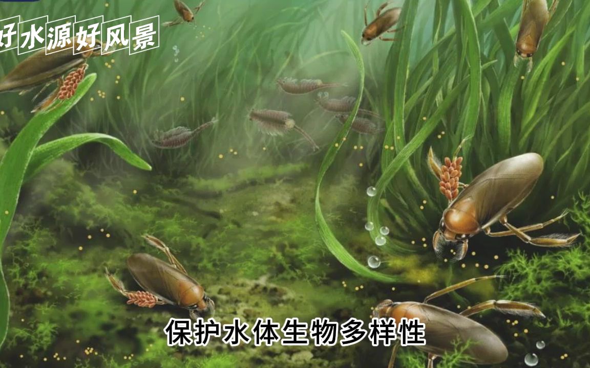 水体富营养化会导致水生生态系统紊乱