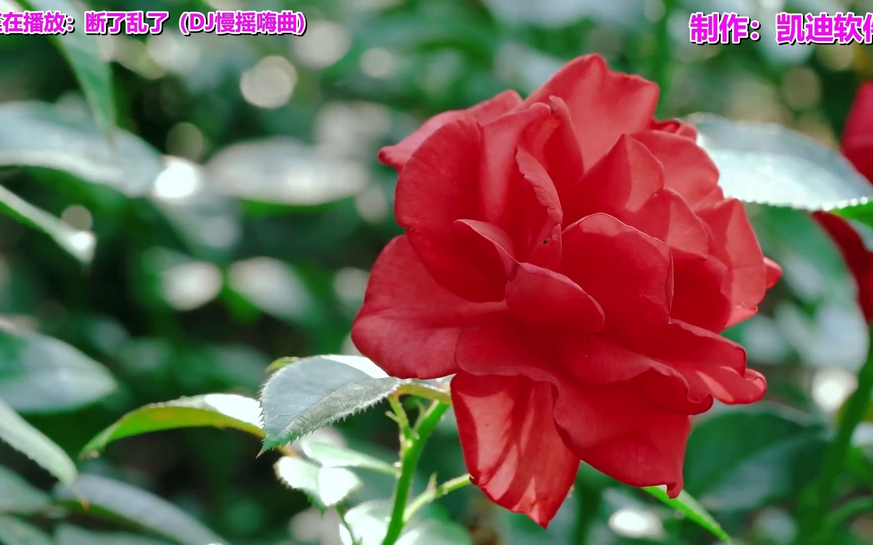 《断了乱了(DJ慢摇嗨曲)》经典老歌,amv初学者用什么软件好