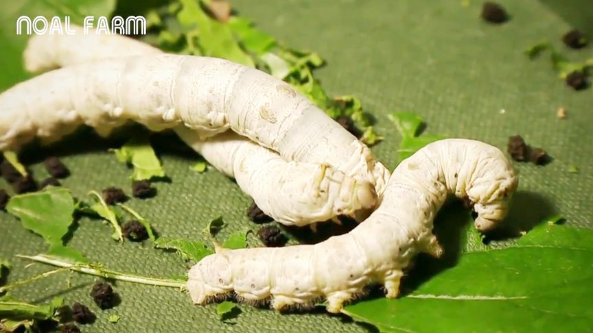 怪不得丝绸那么贵,记录从蚕吐丝到加工成丝绸的过程