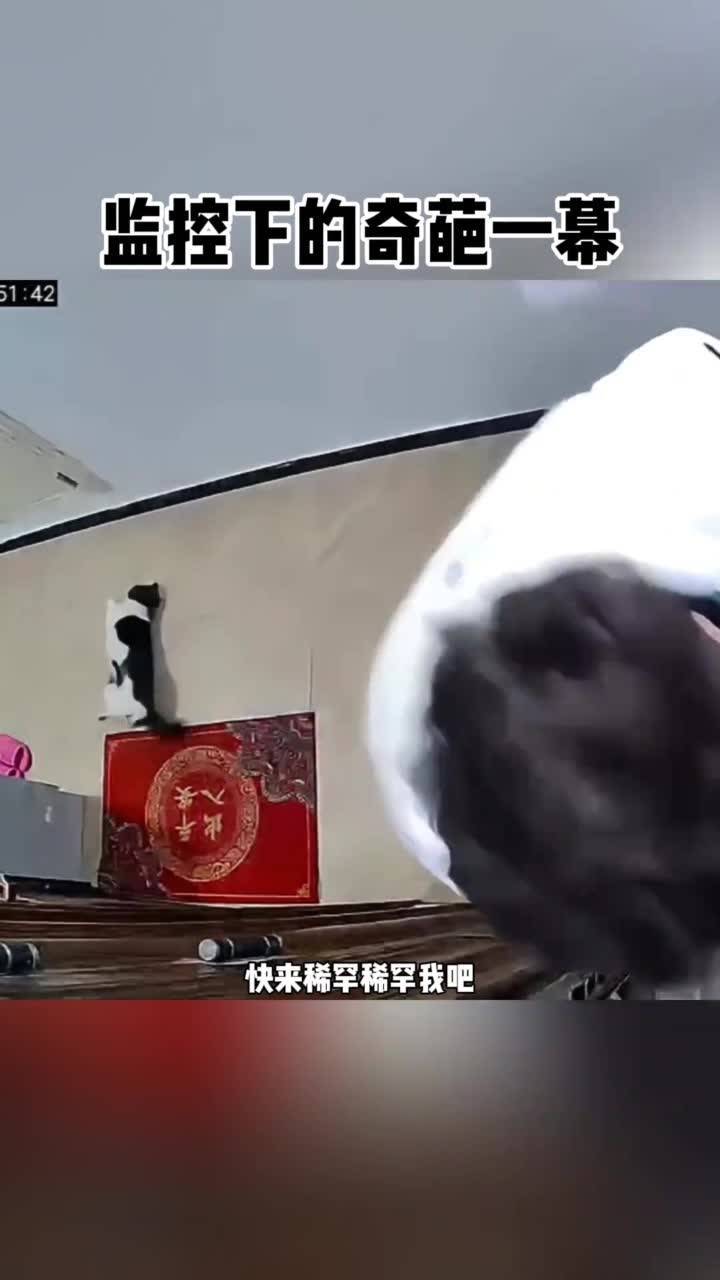 撒个娇的功夫差点变成流浪猫