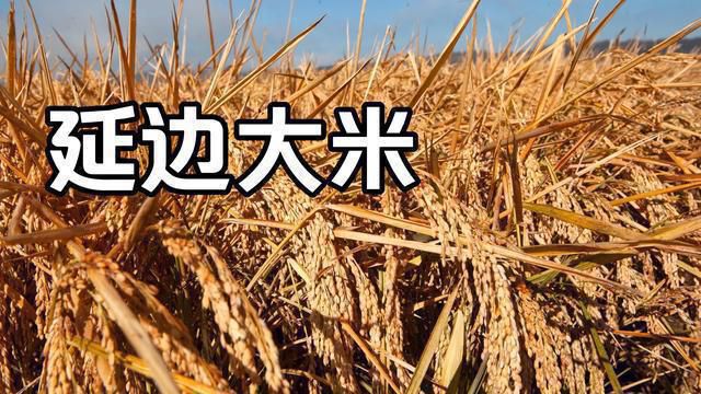 东北水稻什么时候收割?农村种植水稻成熟,收获的季节高兴