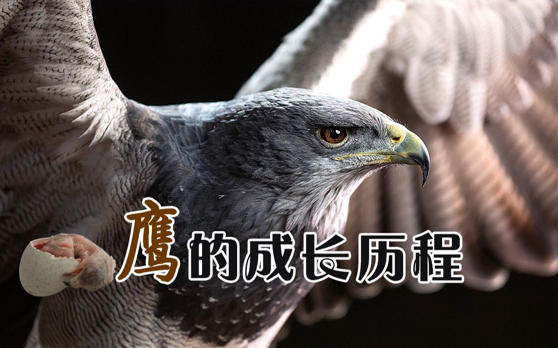 从破壳到翱翔天空——鹰从一颗蛋到鸟中霸王的成长历程