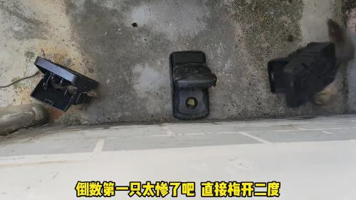 倒数第一只太惨了吧?直接梅开二度!