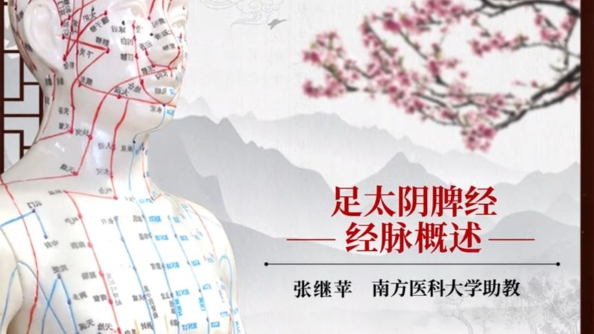 小穴位大健康:足太阴脾经概述