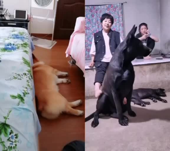 我与@用户896810654214 一起合拍了视频#墨界黑狼犬#