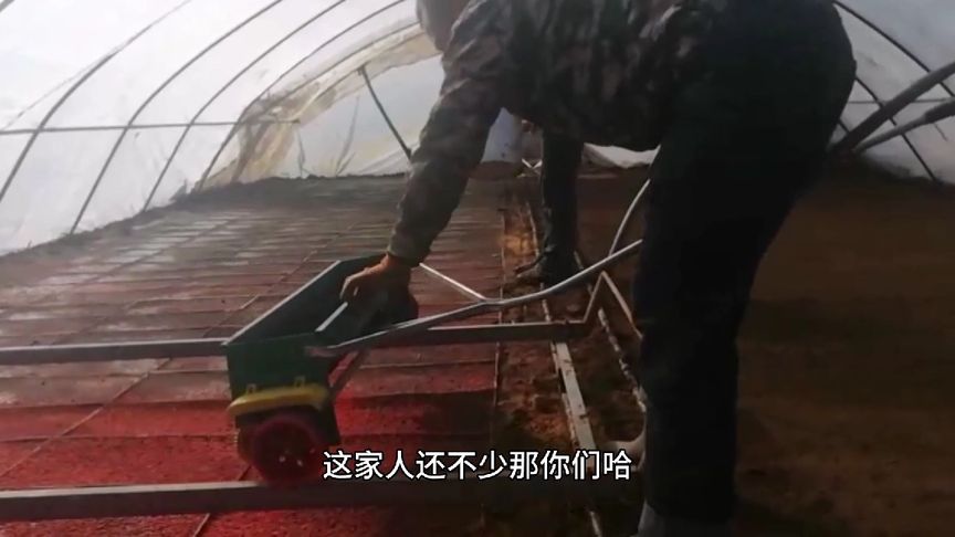 东北小刘哥:老妈带你记录水稻播种全过程,全程机器化高效又速度