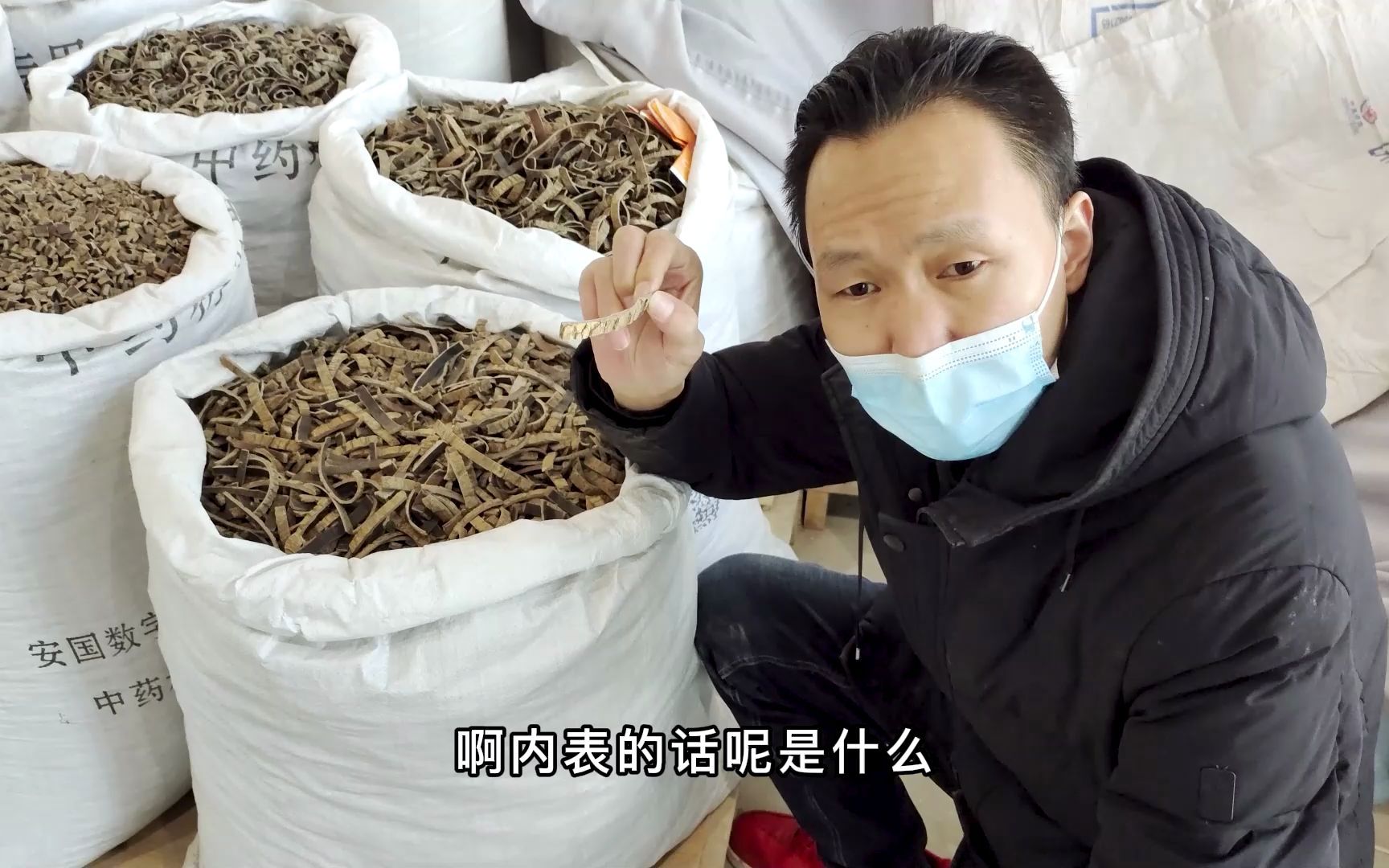 这种植物雌雄同株树皮入药,具体什么作用呢?王岩带大家识杜仲4