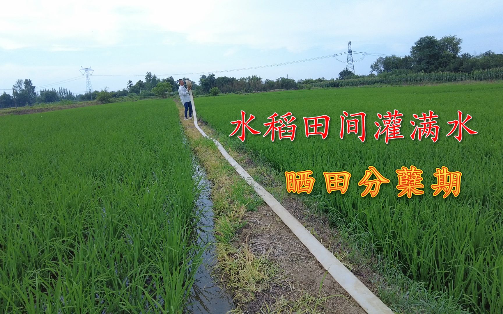 水稻分蘖期,小伙赶紧把田间抽满水,晒田促使茎秆粗壮