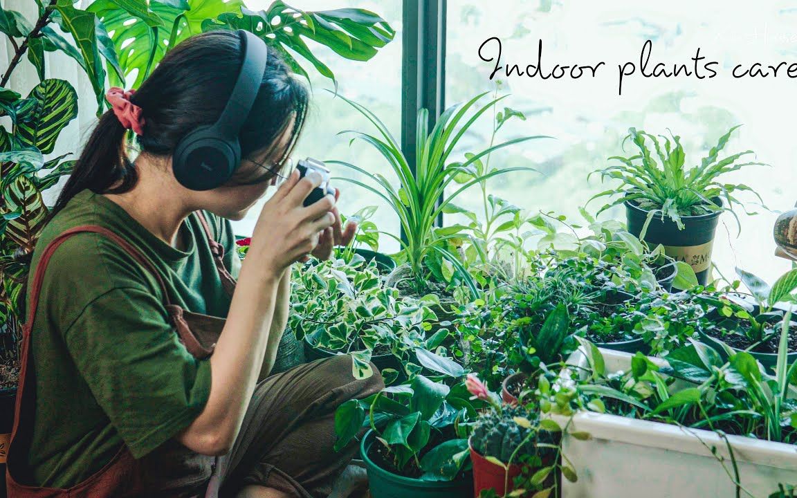 10个简单的植物护理技巧,让你的植物保持健康