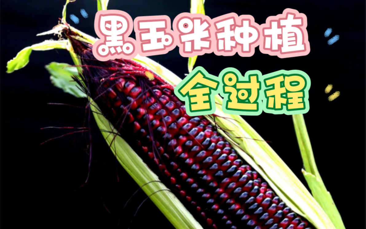 历时一百多天,从种子到成熟黑玉米种植全过程