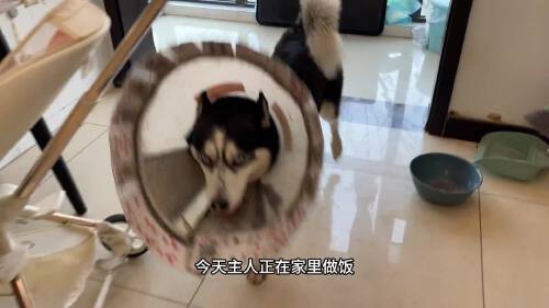狗狗突然惨叫不止,主人跑出去一看,吓得魂儿都没了!