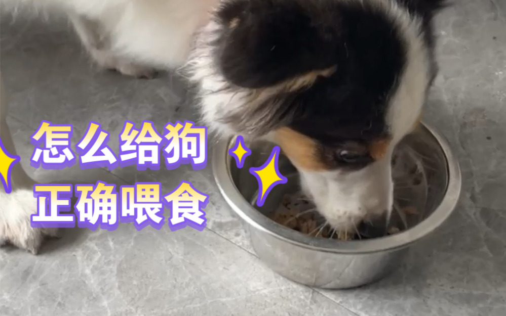 不同年龄段狗狗怎么正确喂食?吃几顿?间隔多久?
