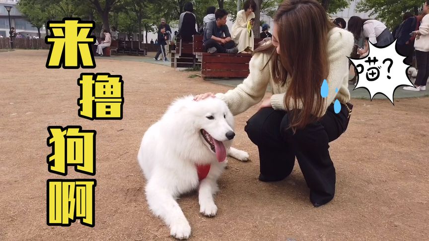 单休一天,愉快的撸狗～