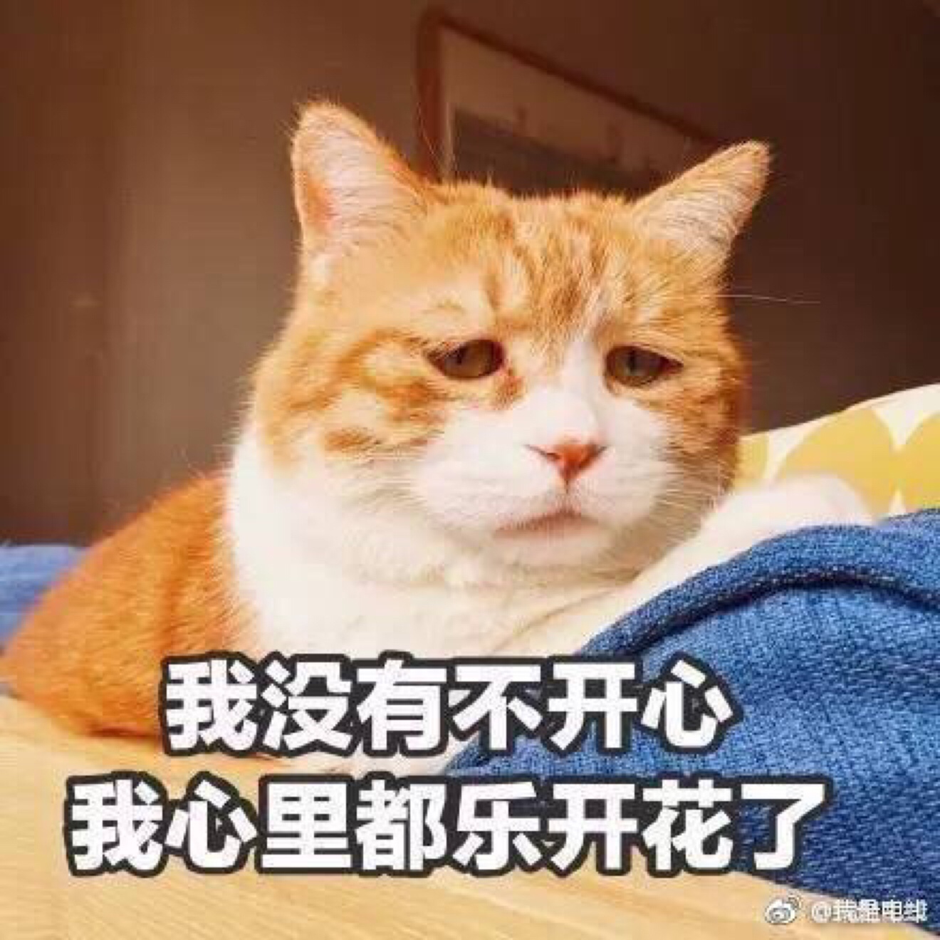 呆不dai不呆 
