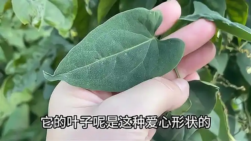 生长了10年的野生何首乌,它的用途非常强大,赶紧来认识并了解下