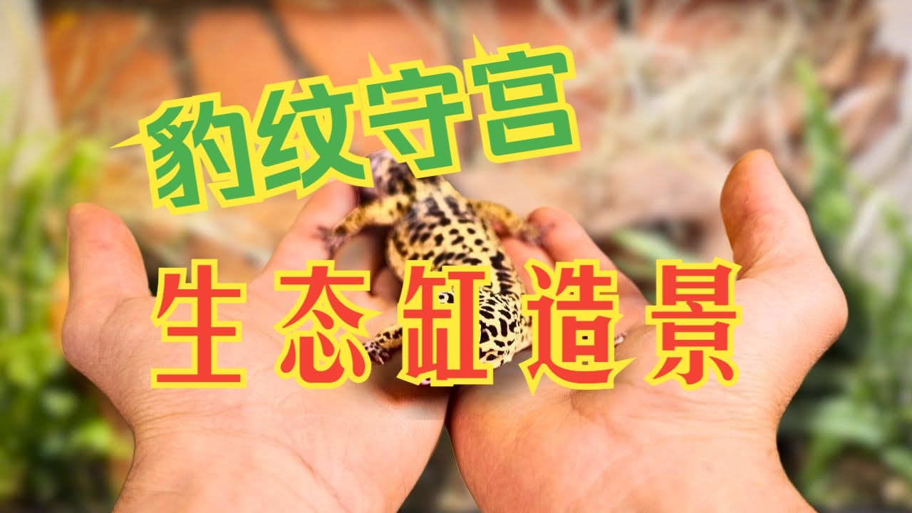 14岁豹纹守宫Arturo的生态缸造景全记录+打造豹纹守宫的自然主义新...