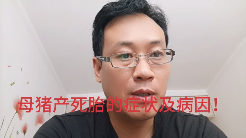母猪产死胎的症状及病因!蓝耳病和霉菌毒素是最常见的因素!